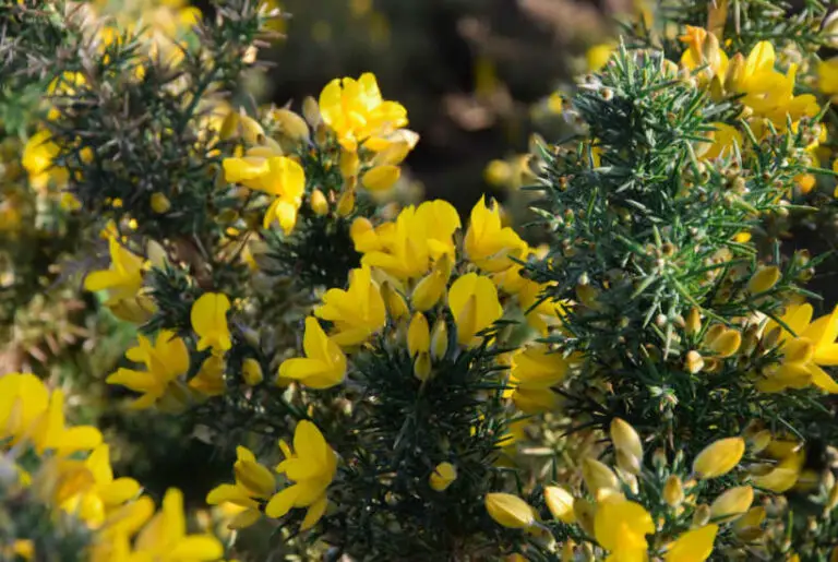 Gorse Flowers: Foraging Guide & Recipe Ideas – Practical Frugality