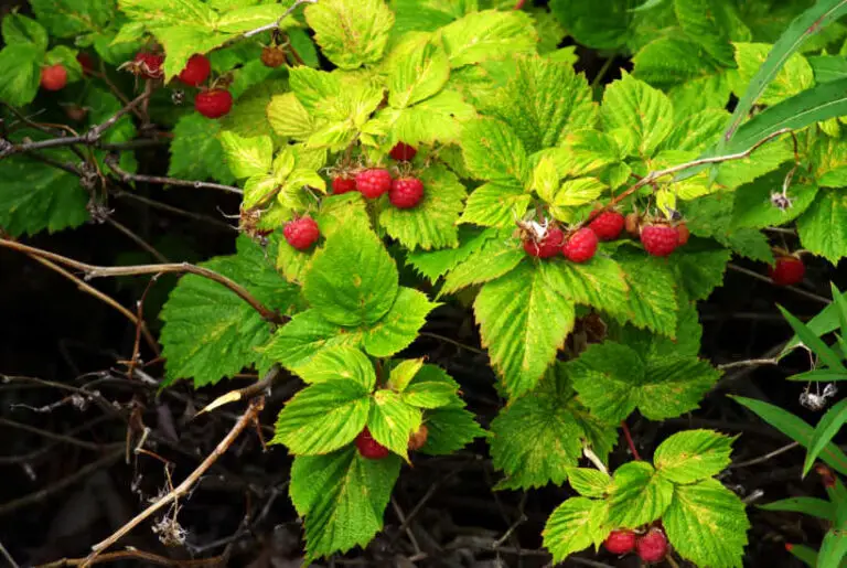 Foraging for wild raspberry leaves + Tea & Tincture Recipe – Practical ...
